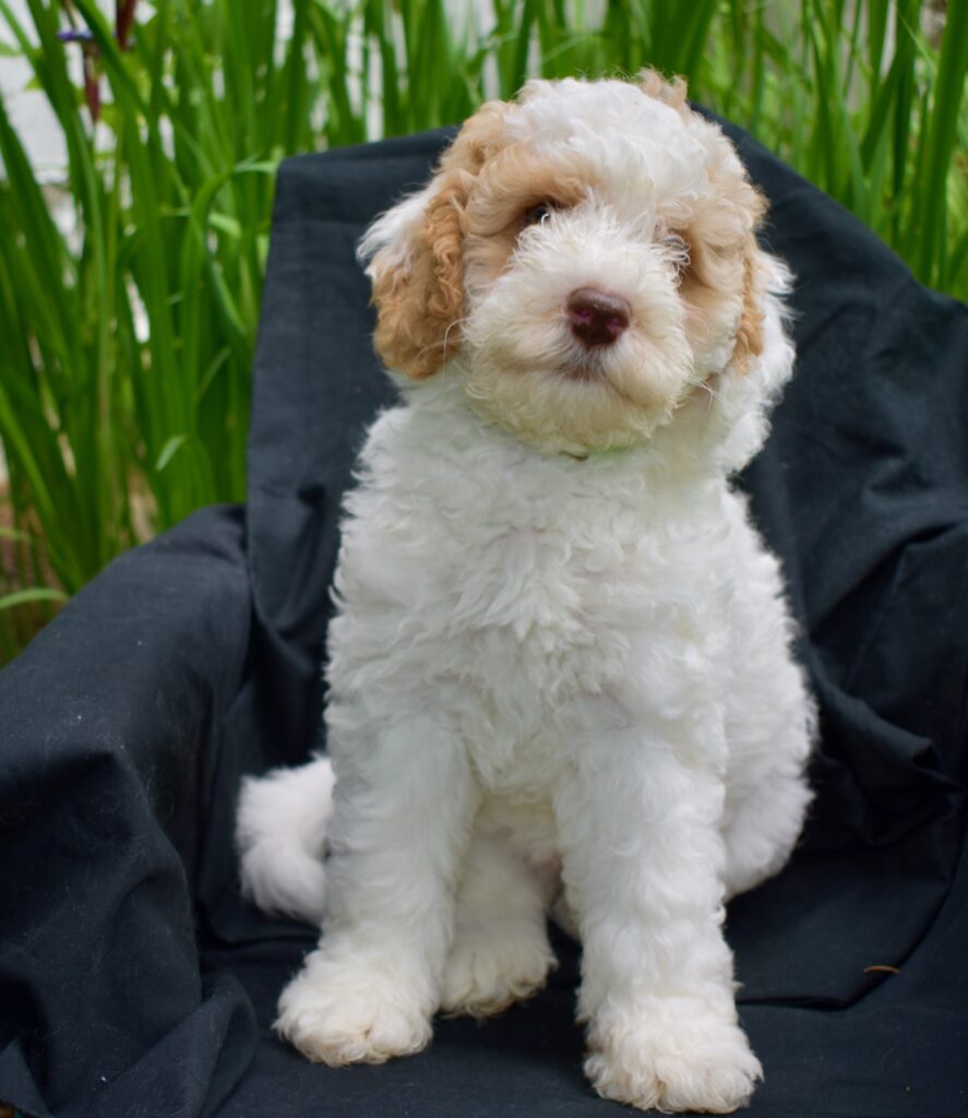 Australian Labradoodle Puppies in NY